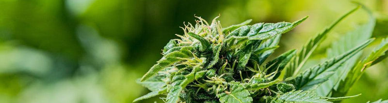 Vollständiger Leitfaden Für Die Blütephase Von Cannabis